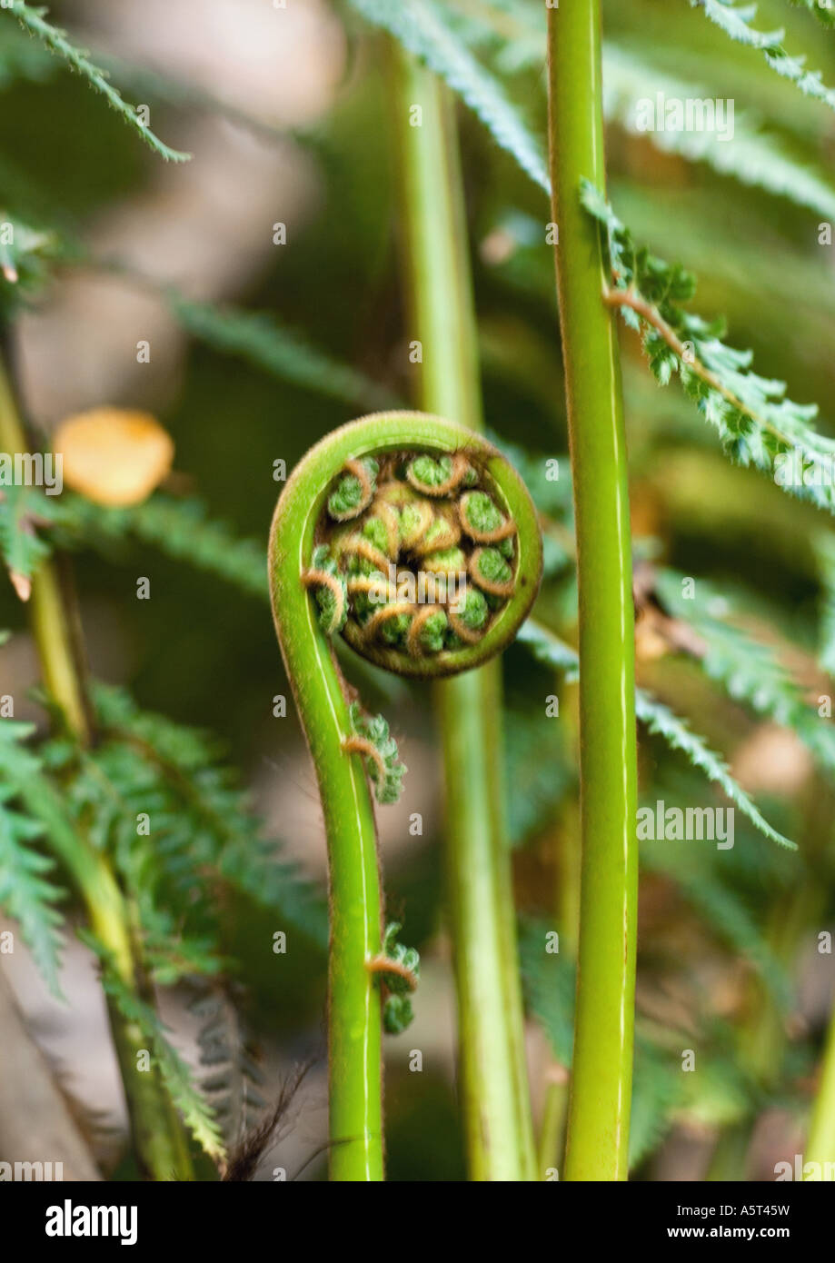 Fiddleheads people hi-res stock photography and images - Alamy