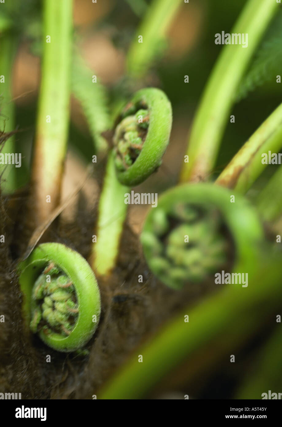 Fiddlehead Fern Botany High Resolution Stock Photography and Images - Alamy