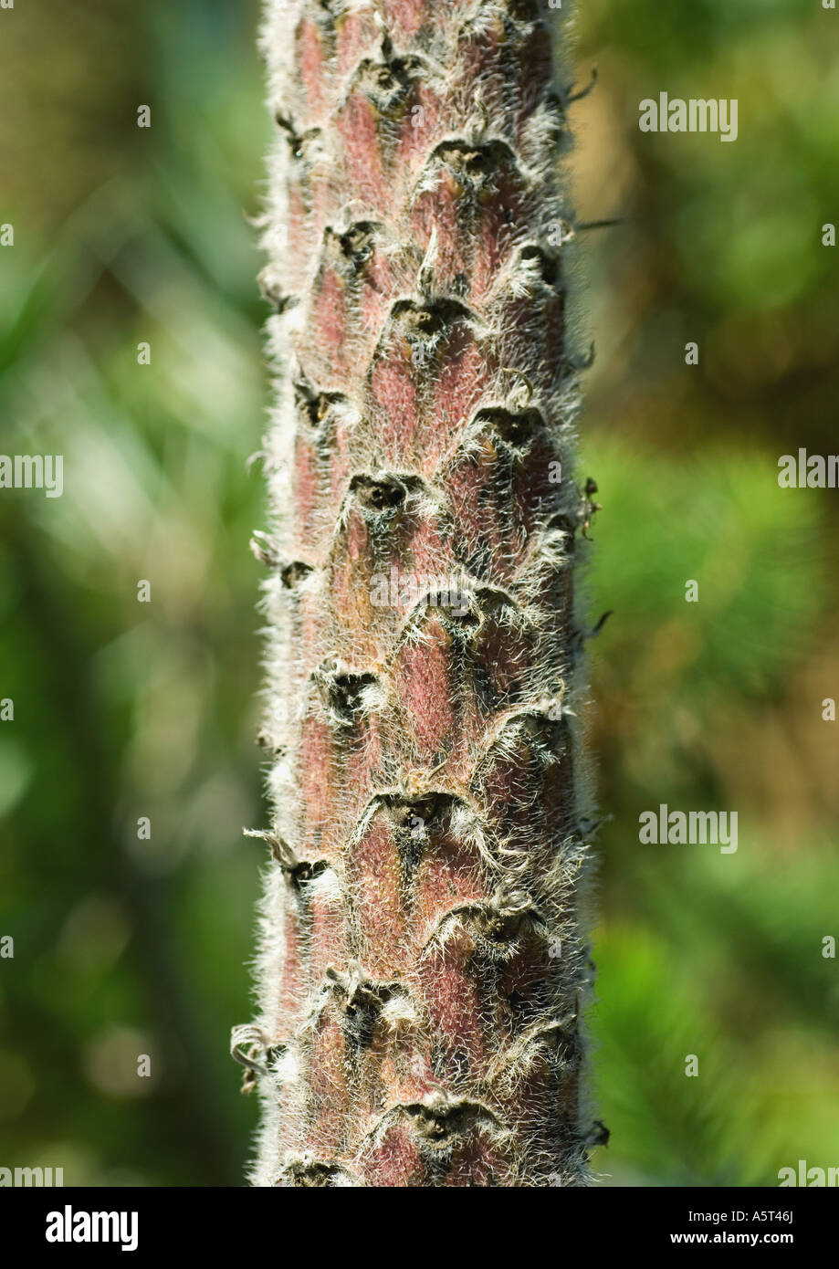 Fuzzy textured plants hi-res stock photography and images - Alamy