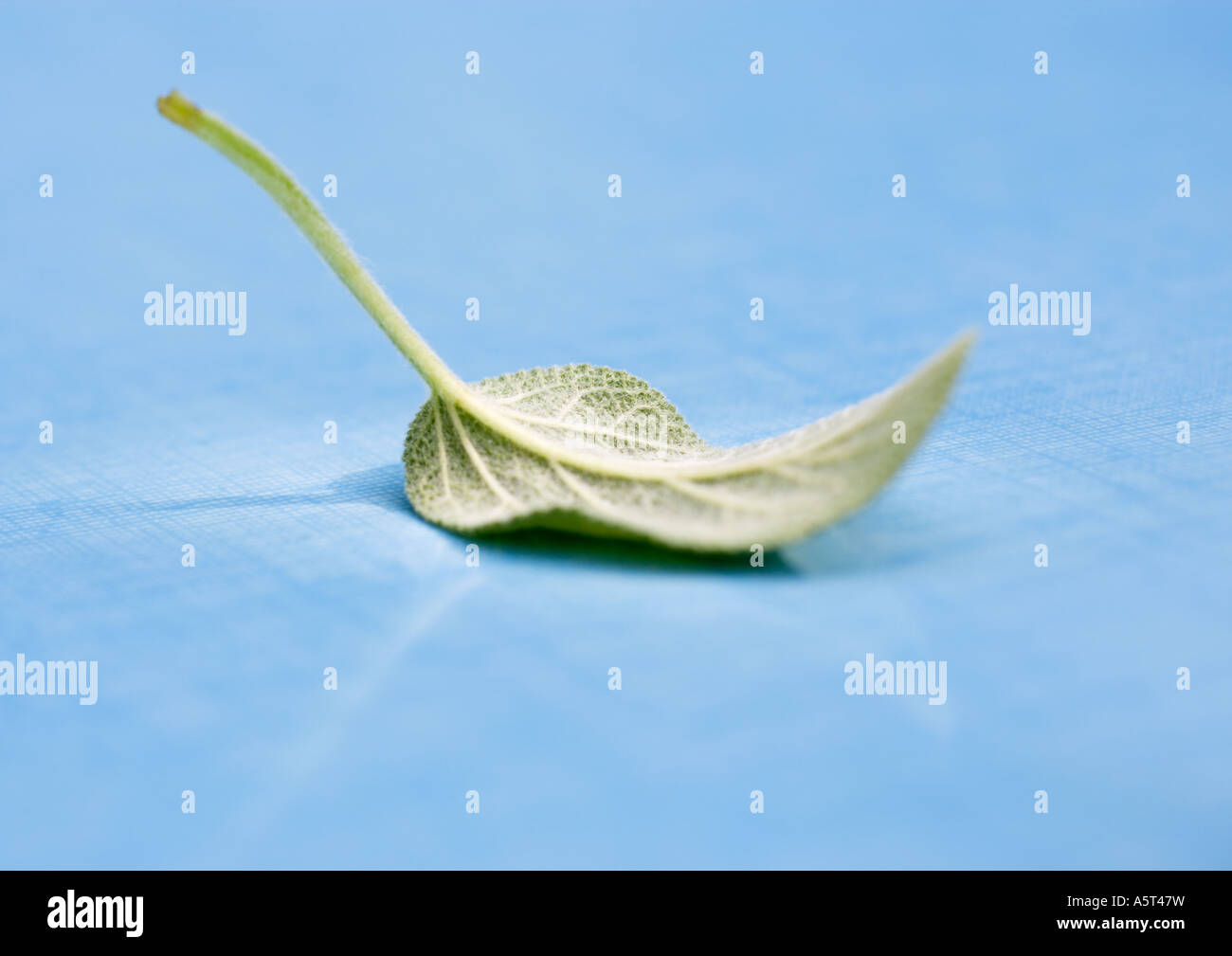 Sage leaf hi-res stock photography and images - Alamy