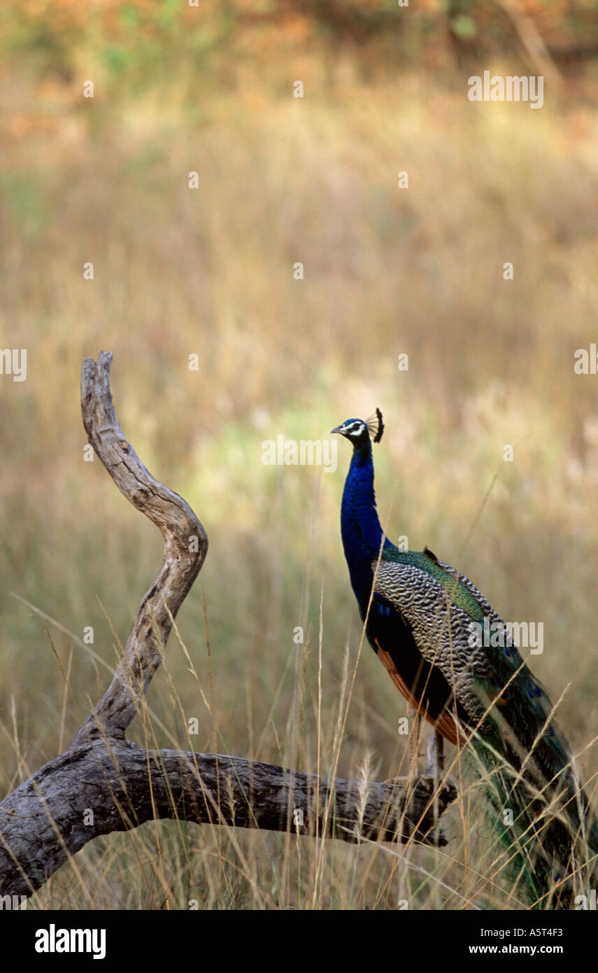 Green peafowl, Pavo muticus looking after his territory Stock Photo - Alamy