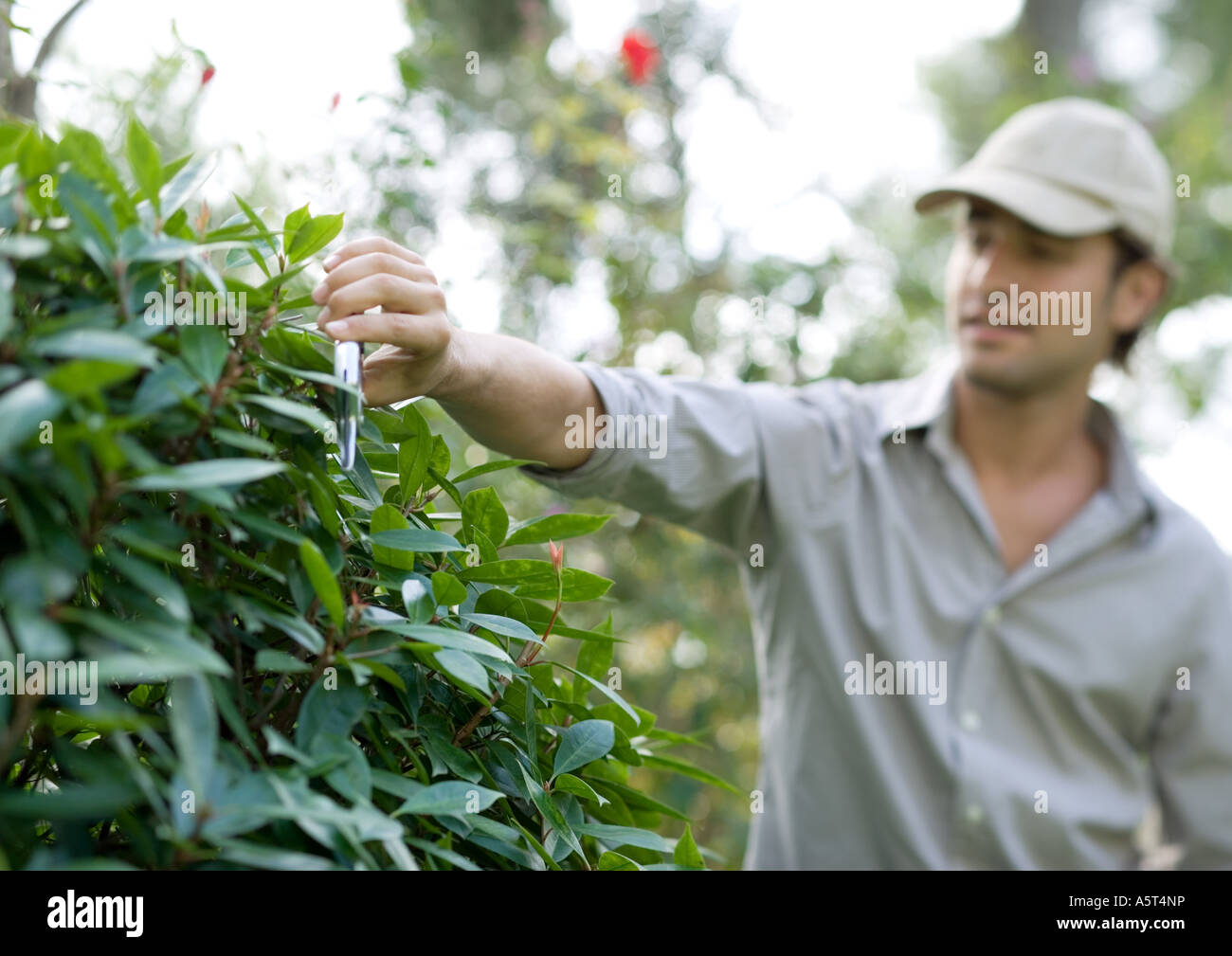 Man pruning bush Stock Photo - Alamy