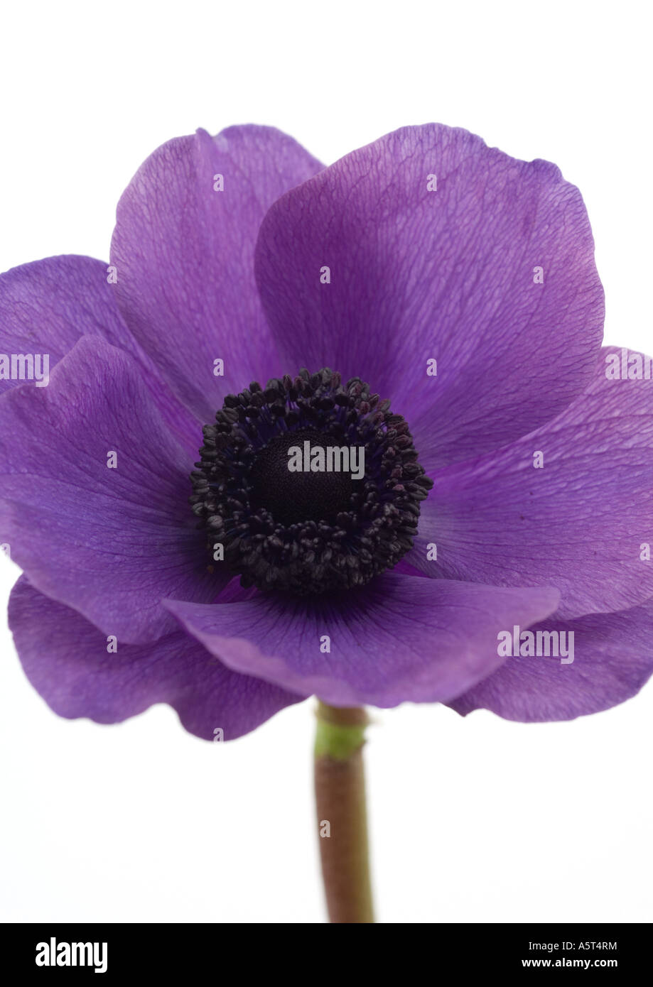 Anemone flower, close-up Stock Photo - Alamy