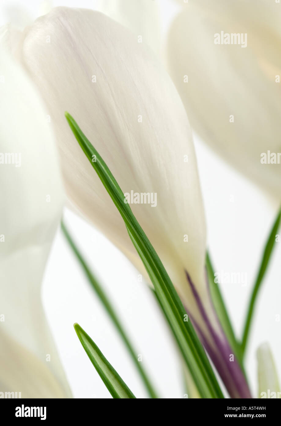 Crocus leaves cut out hi-res stock photography and images - Alamy