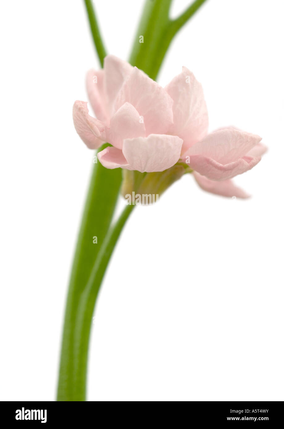 Wallflowers close up hi-res stock photography and images - Alamy