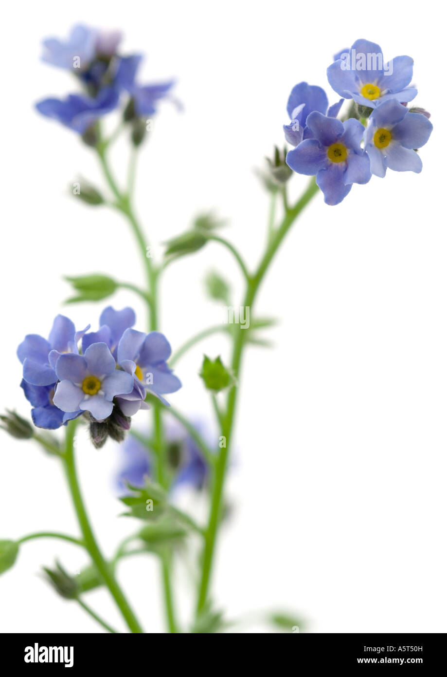 Many forget me nots hi-res stock photography and images - Alamy