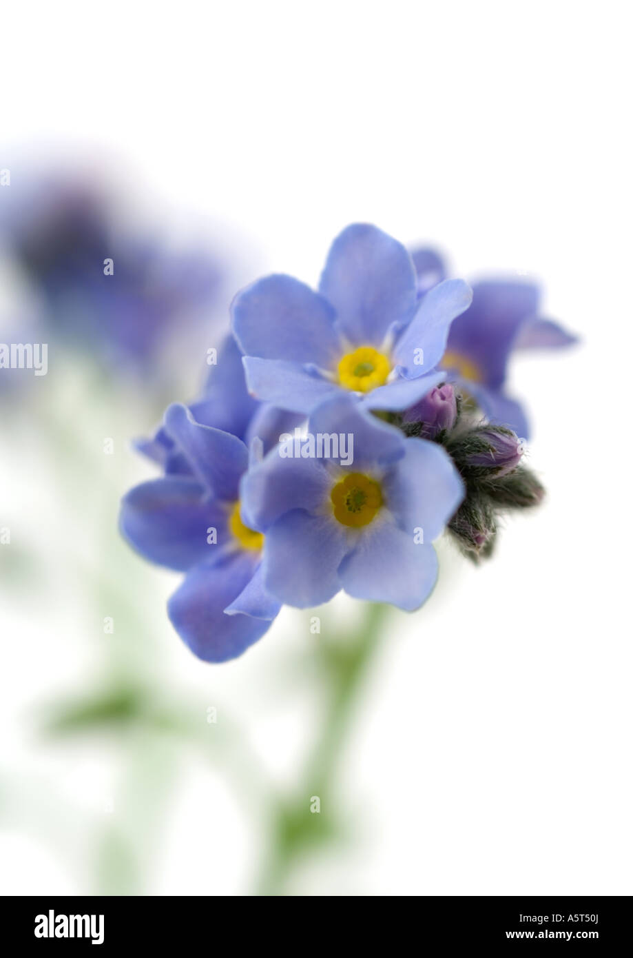 Forget me nots cut out hi-res stock photography and images - Alamy