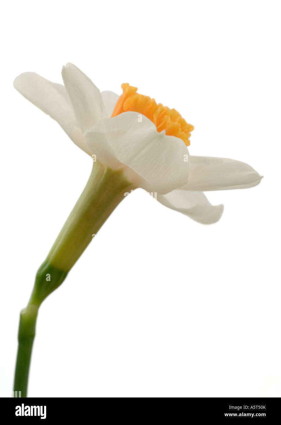 Side view daffodil flower narcissus hi-res stock photography and images ...