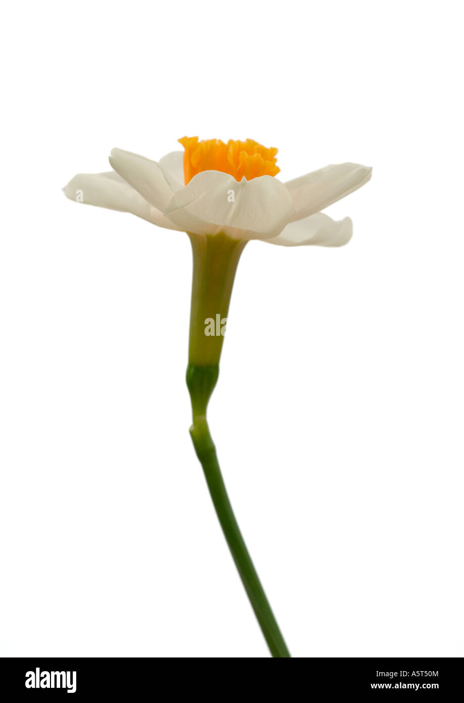Side view daffodil flower narcissus hi-res stock photography and images ...
