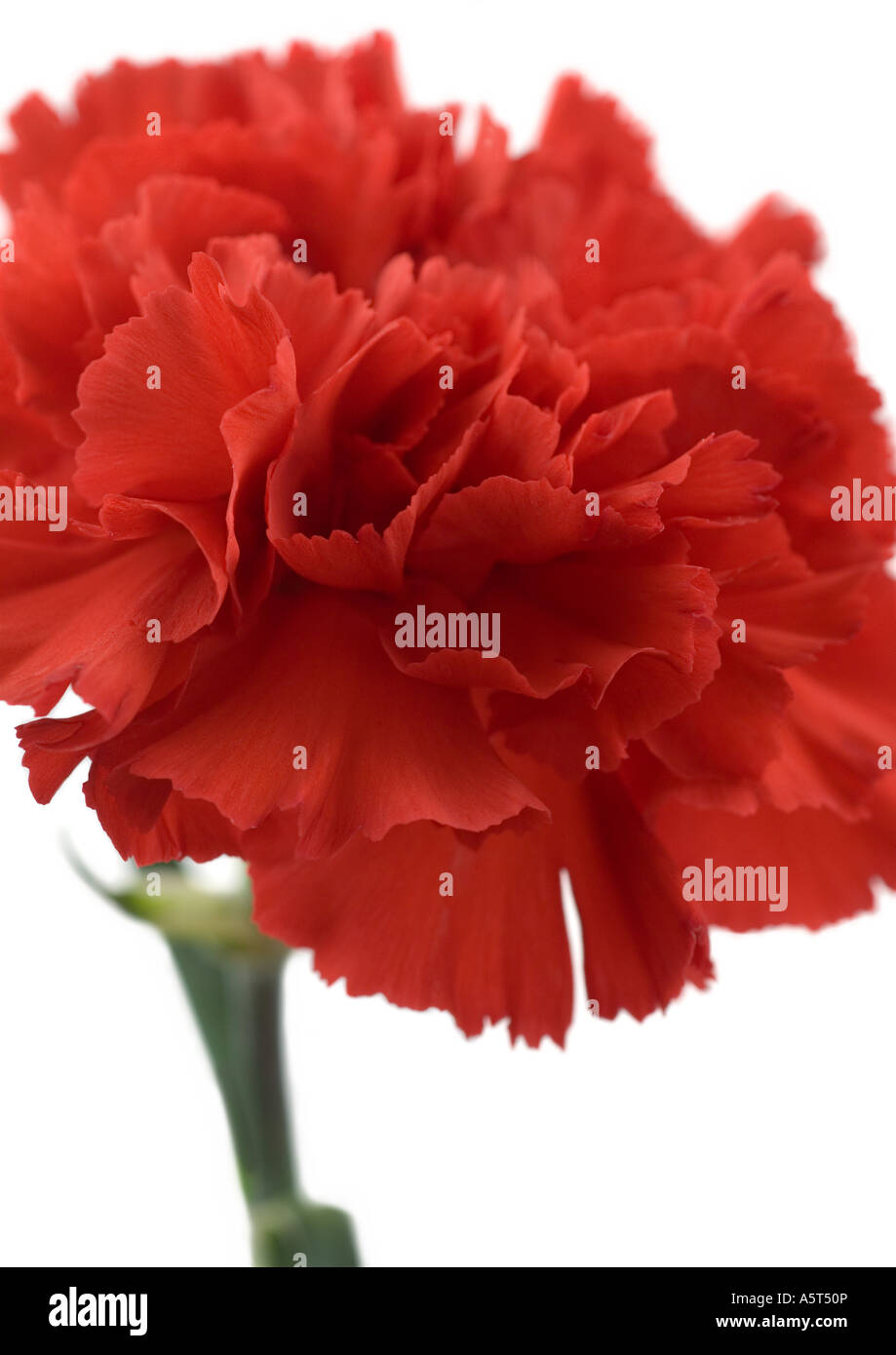 Single stem red carnation dianthus hi-res stock photography and images ...