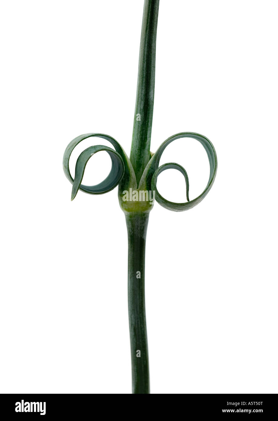 Carnation stem and leaves Stock Photo - Alamy