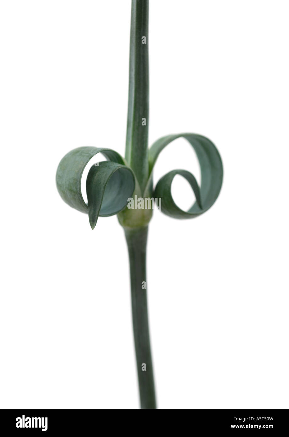 Carnation stem and leaves Stock Photo - Alamy