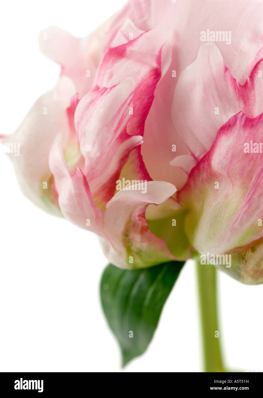 Variegated peony, close-up Stock Photo - Alamy
