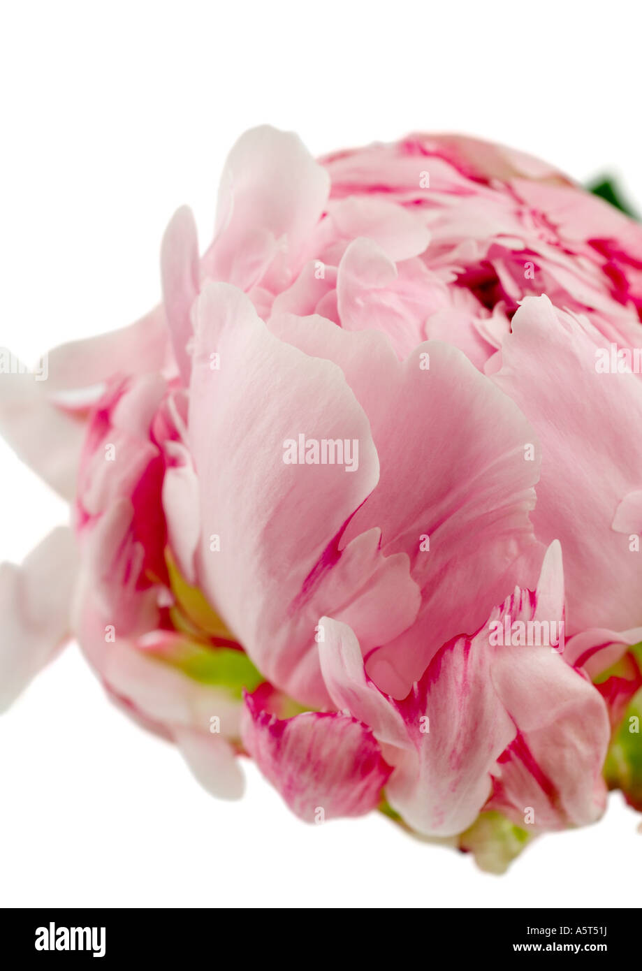 Variegated peony, close-up Stock Photo - Alamy