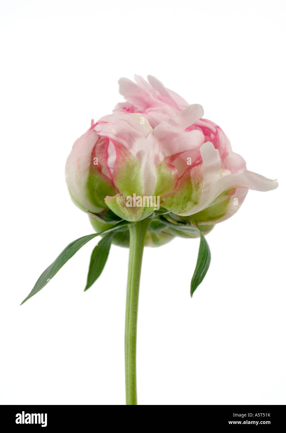 Variegated colors Cut Out Stock Images & Pictures - Alamy