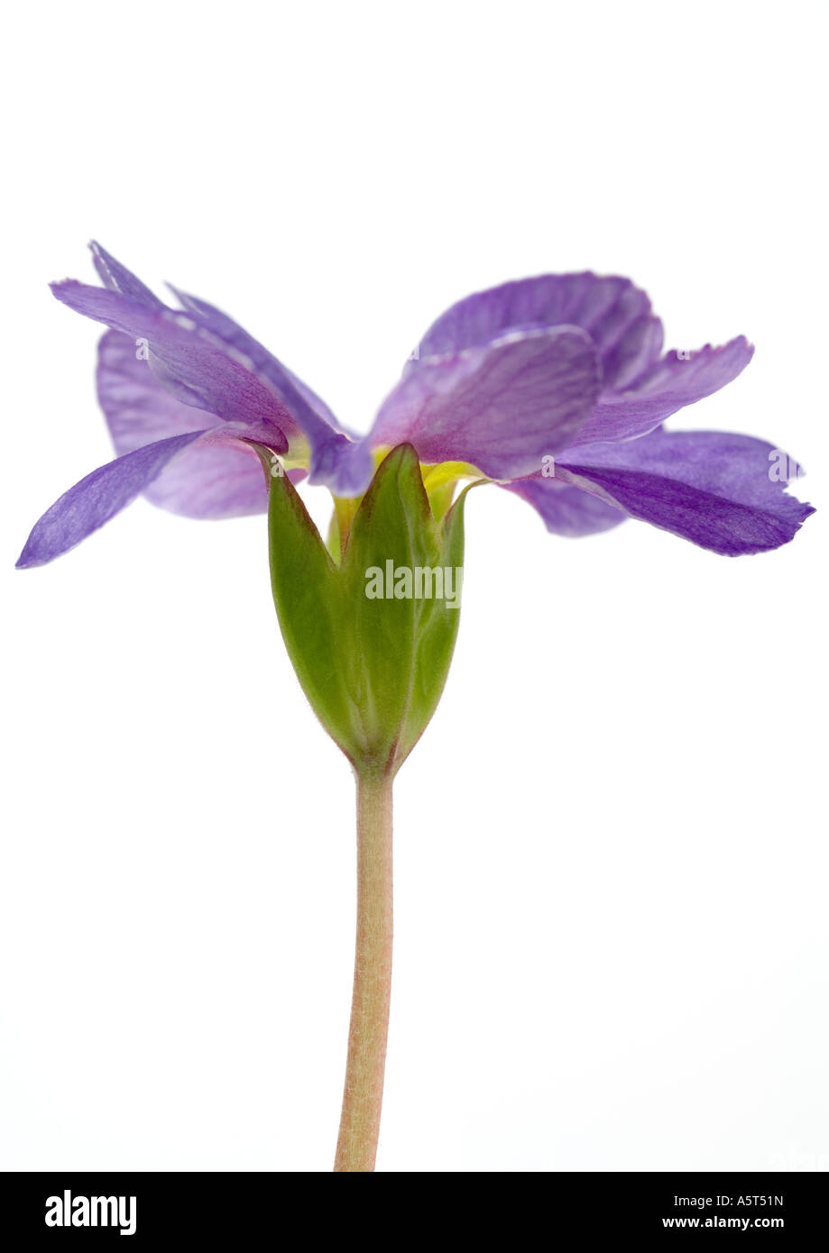 Flower without petals Cut Out Stock Images & Pictures - Alamy
