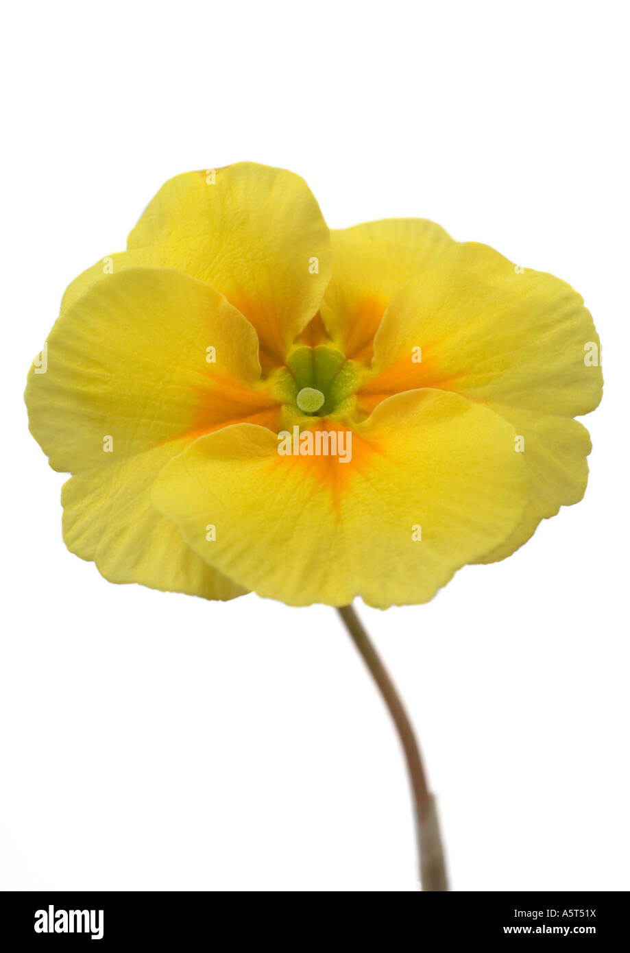 Yellow primrose flower hi-res stock photography and images - Alamy