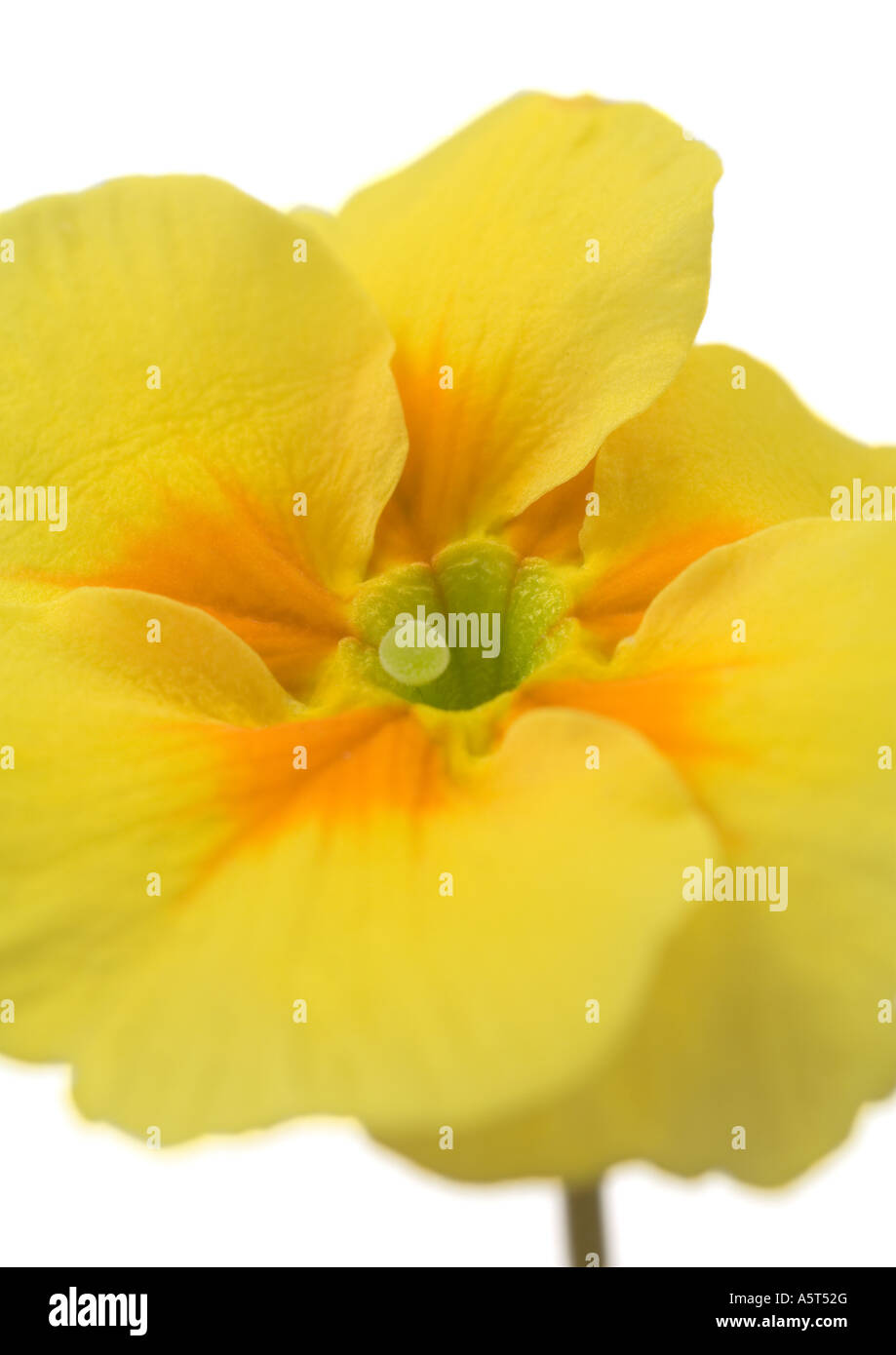 Primroses Cut Out High Resolution Stock Photography and Images - Alamy