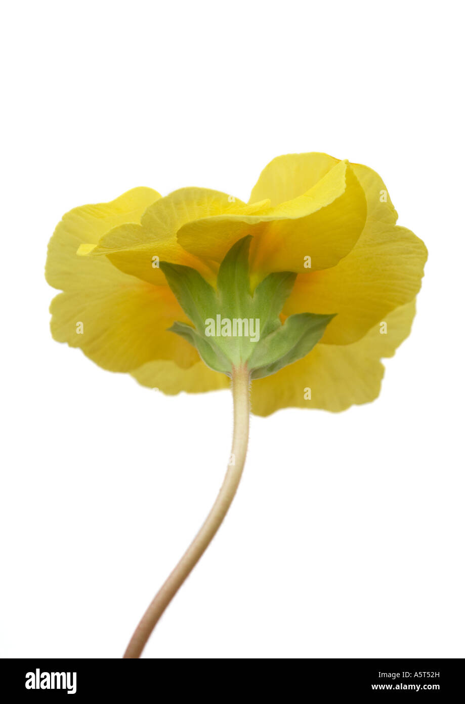 Yellow primrose flower, close-up Stock Photo - Alamy