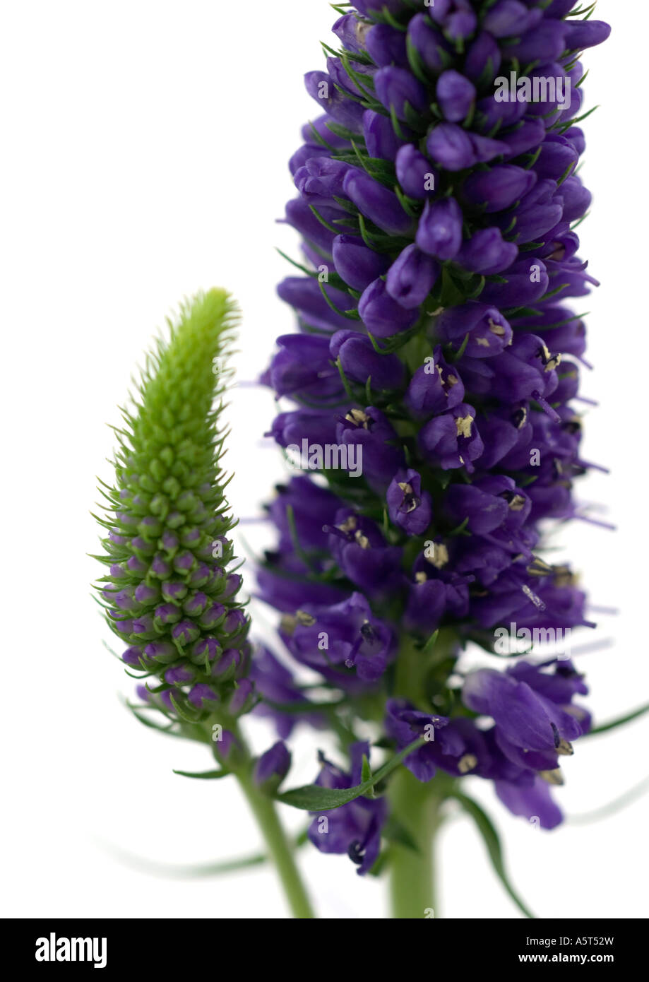 Flower speedwell hi-res stock photography and images - Alamy