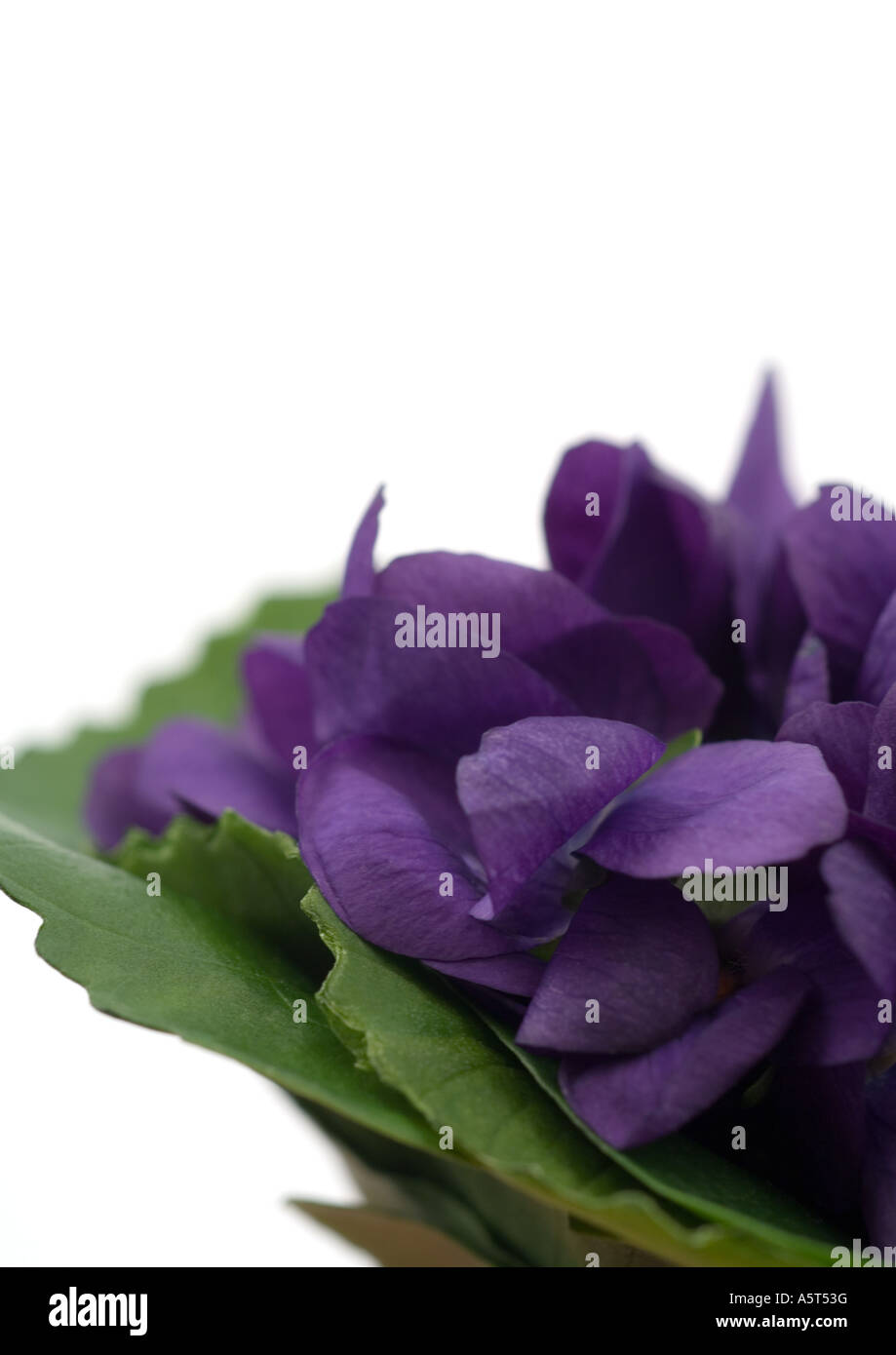 Violet flower cut out hi-res stock photography and images - Alamy