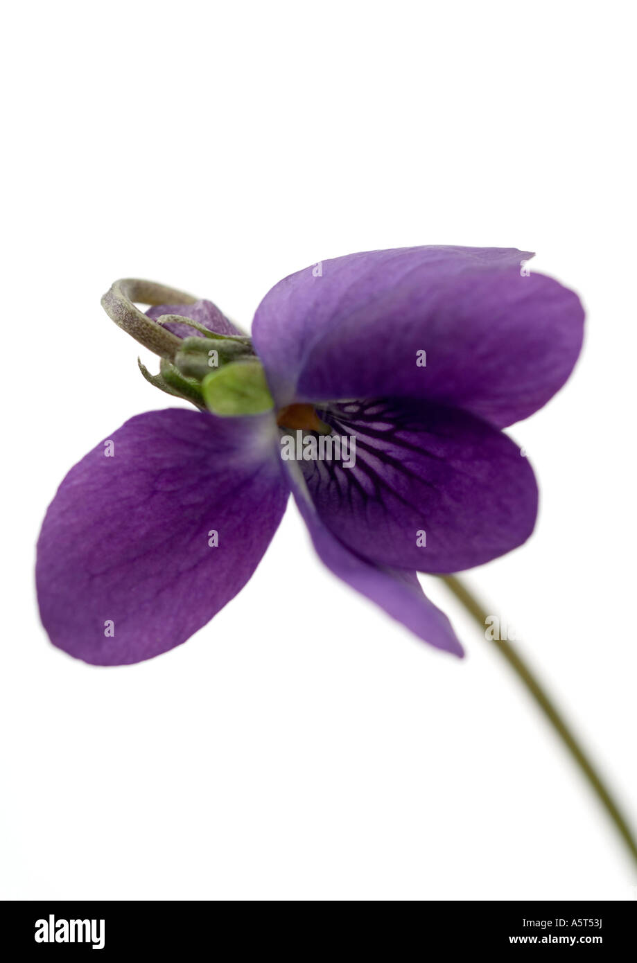 Violet flower background hi-res stock photography and images - Alamy