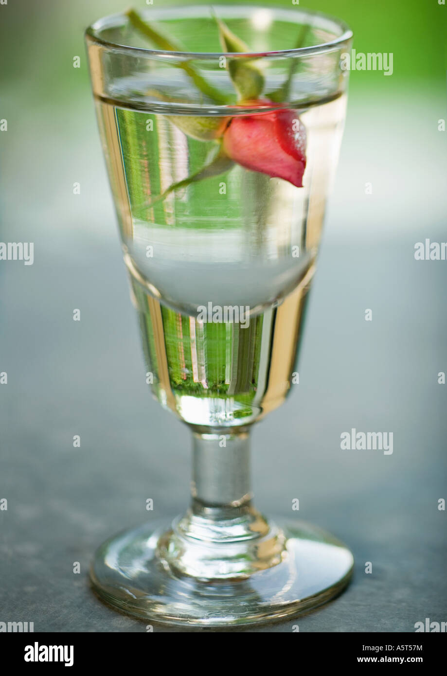Rose bud in glass of water Stock Photo - Alamy