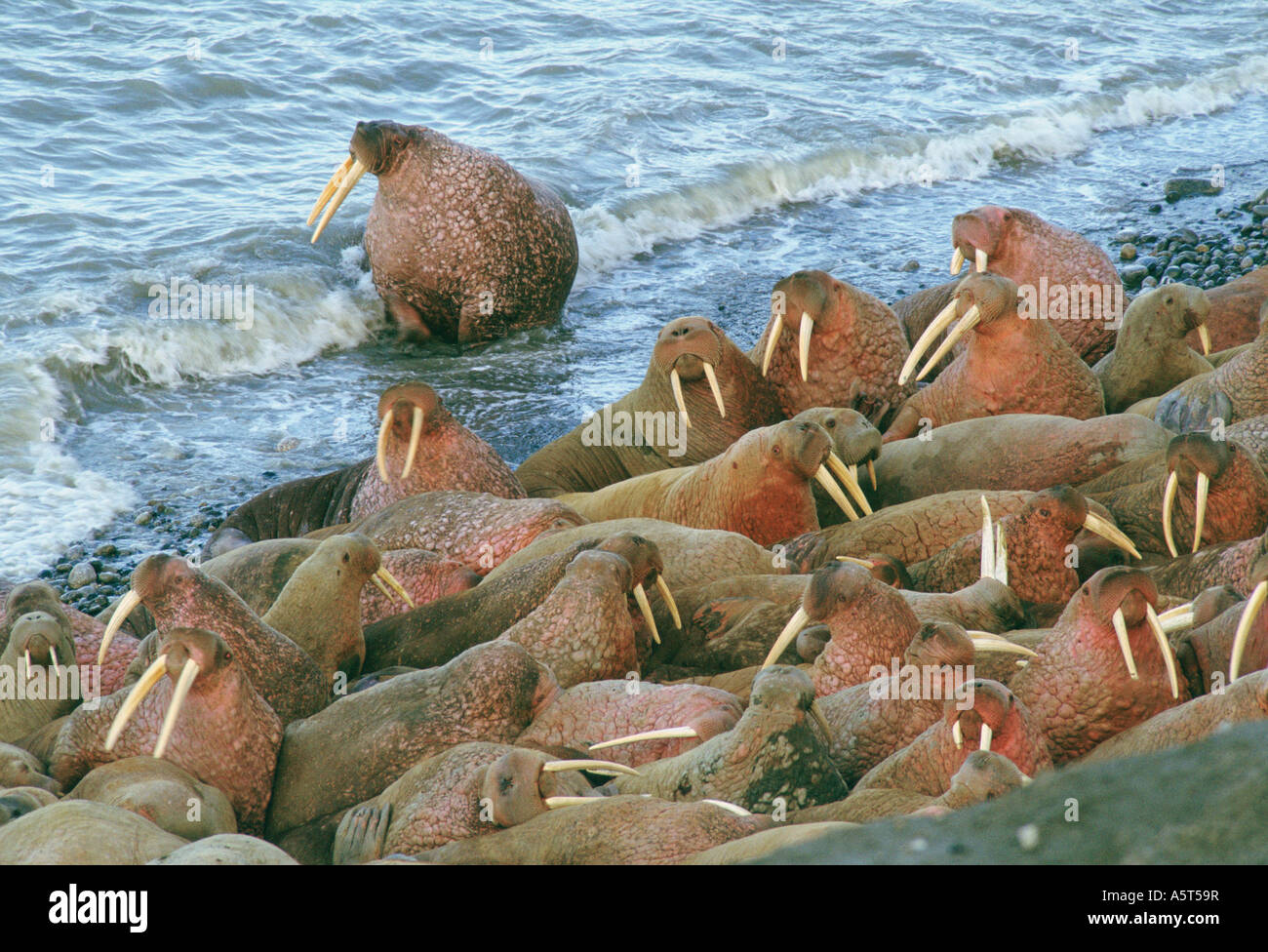 Pacific walrus Arakamchechen Island Chukchi Peninsula Siberia Stock ...