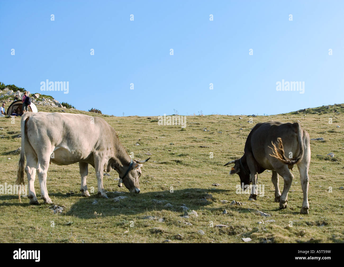 Cows back side rear view hi-res stock photography and images - Alamy