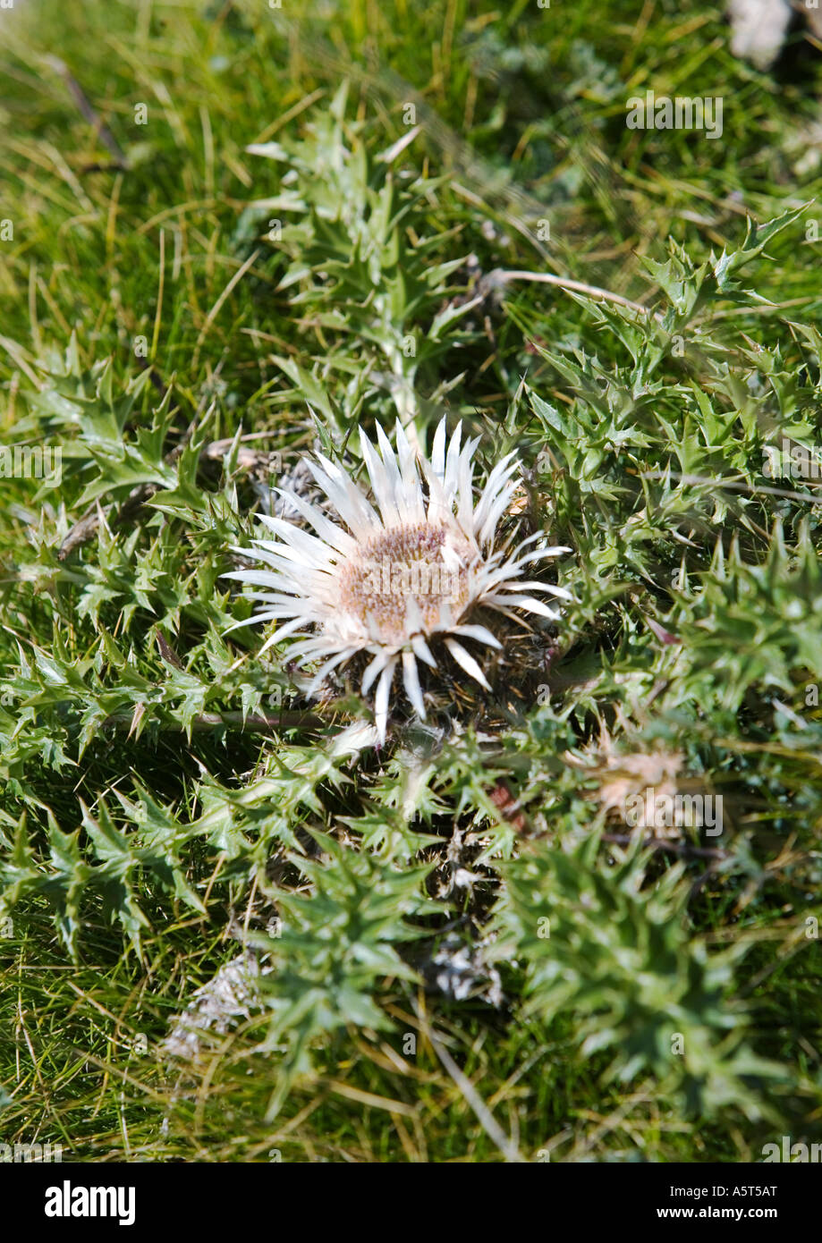 Self defense item hi-res stock photography and images - Alamy