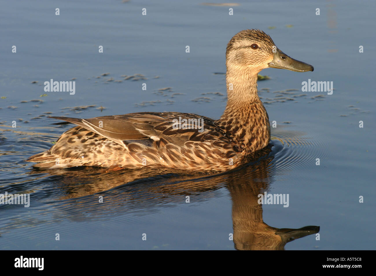 duck swimming in water Stock Photo - Alamy