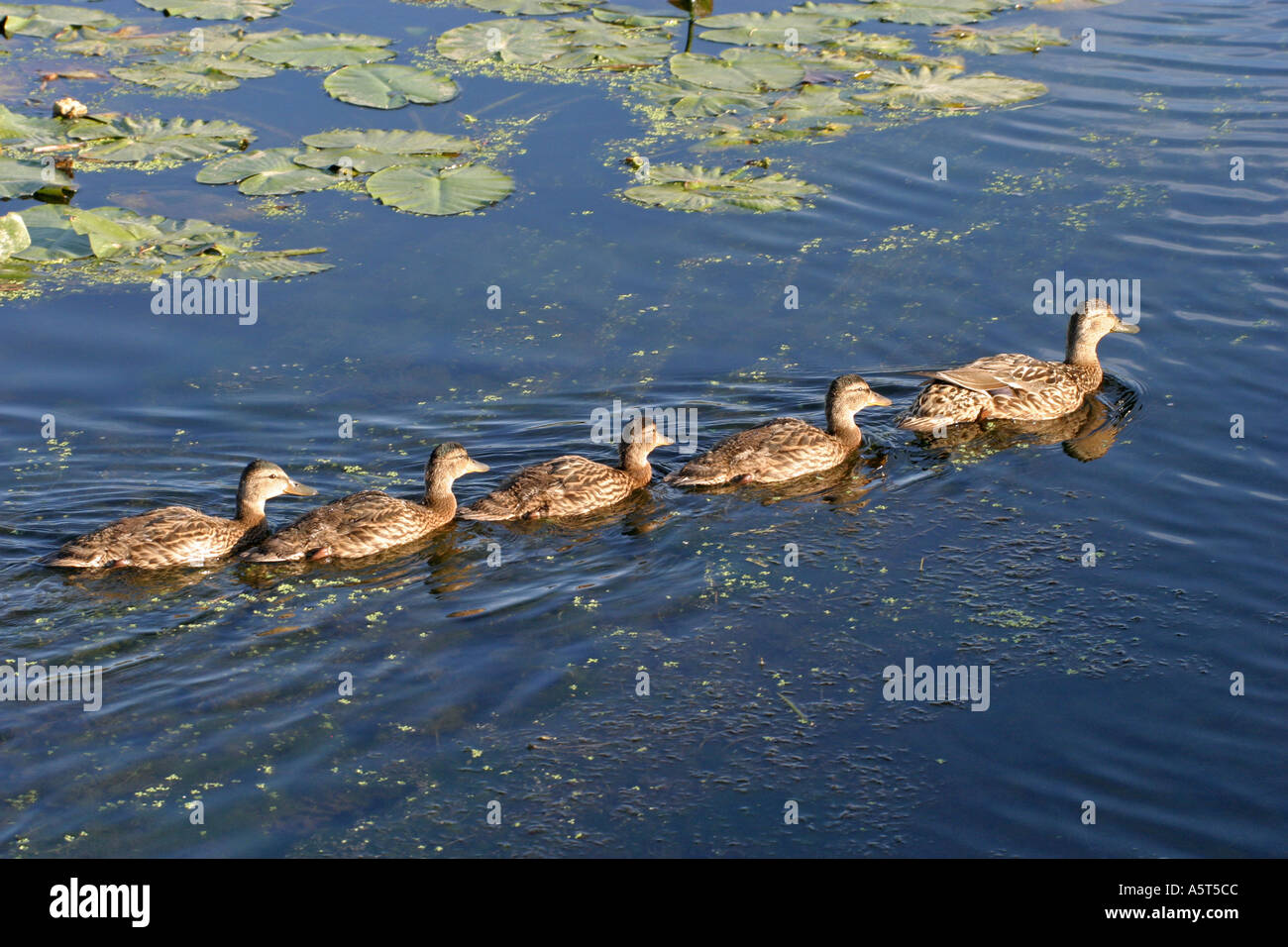 five ducks swimming in a row Stock Photo - Alamy