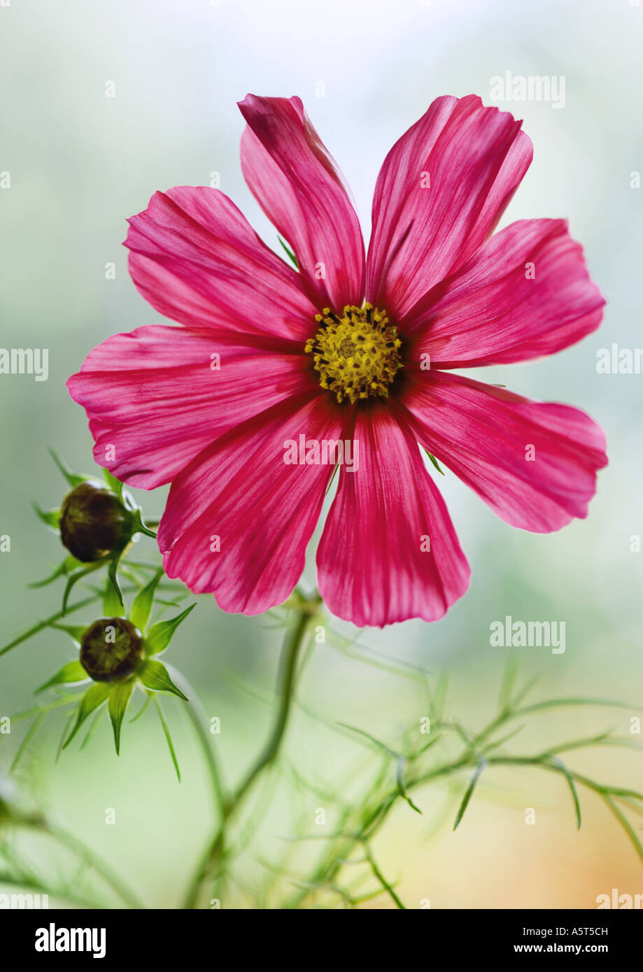 Single Flower Heads High Resolution Stock Photography and Images - Alamy