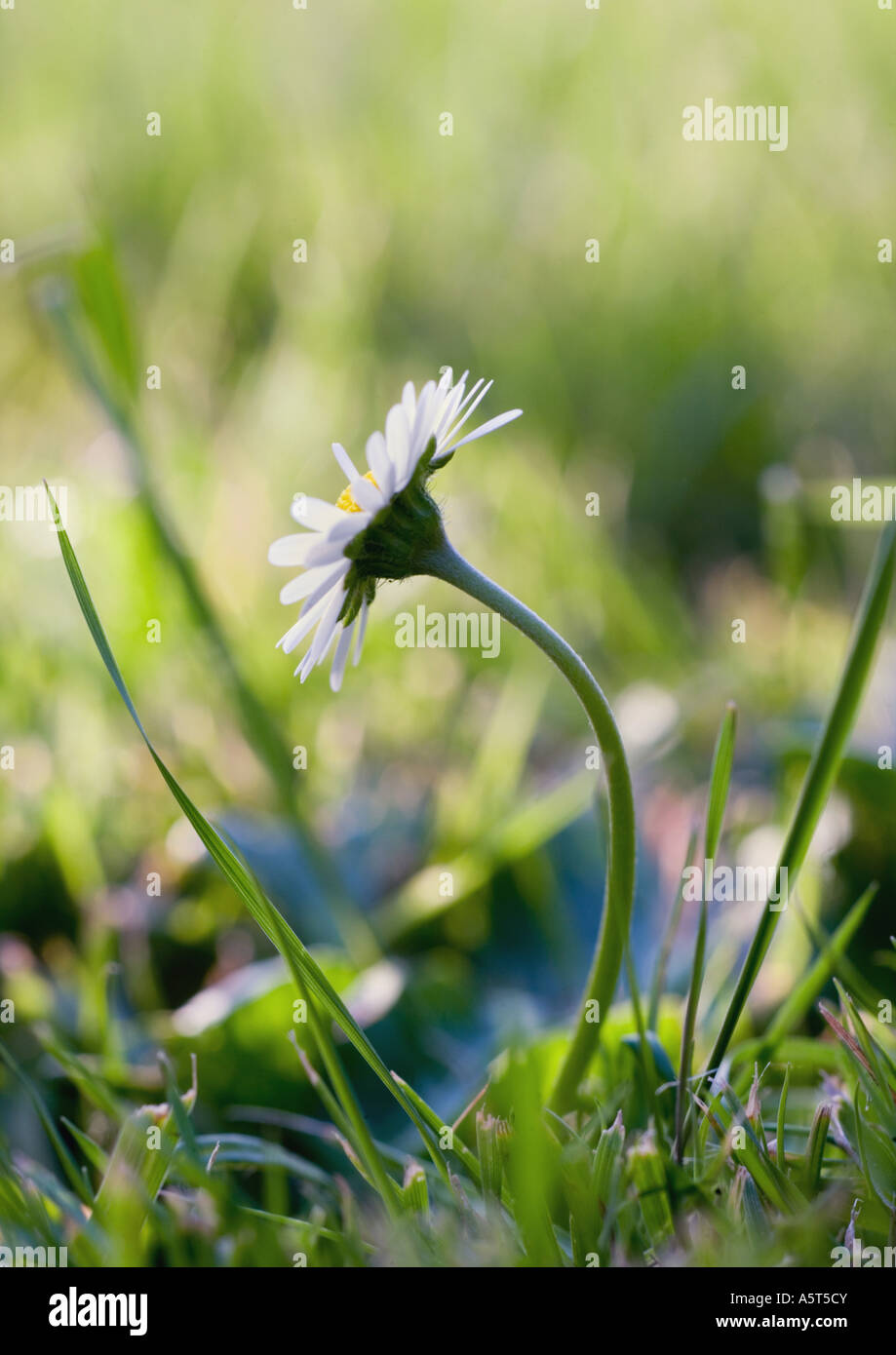 Daisy growing in grass Stock Photo - Alamy