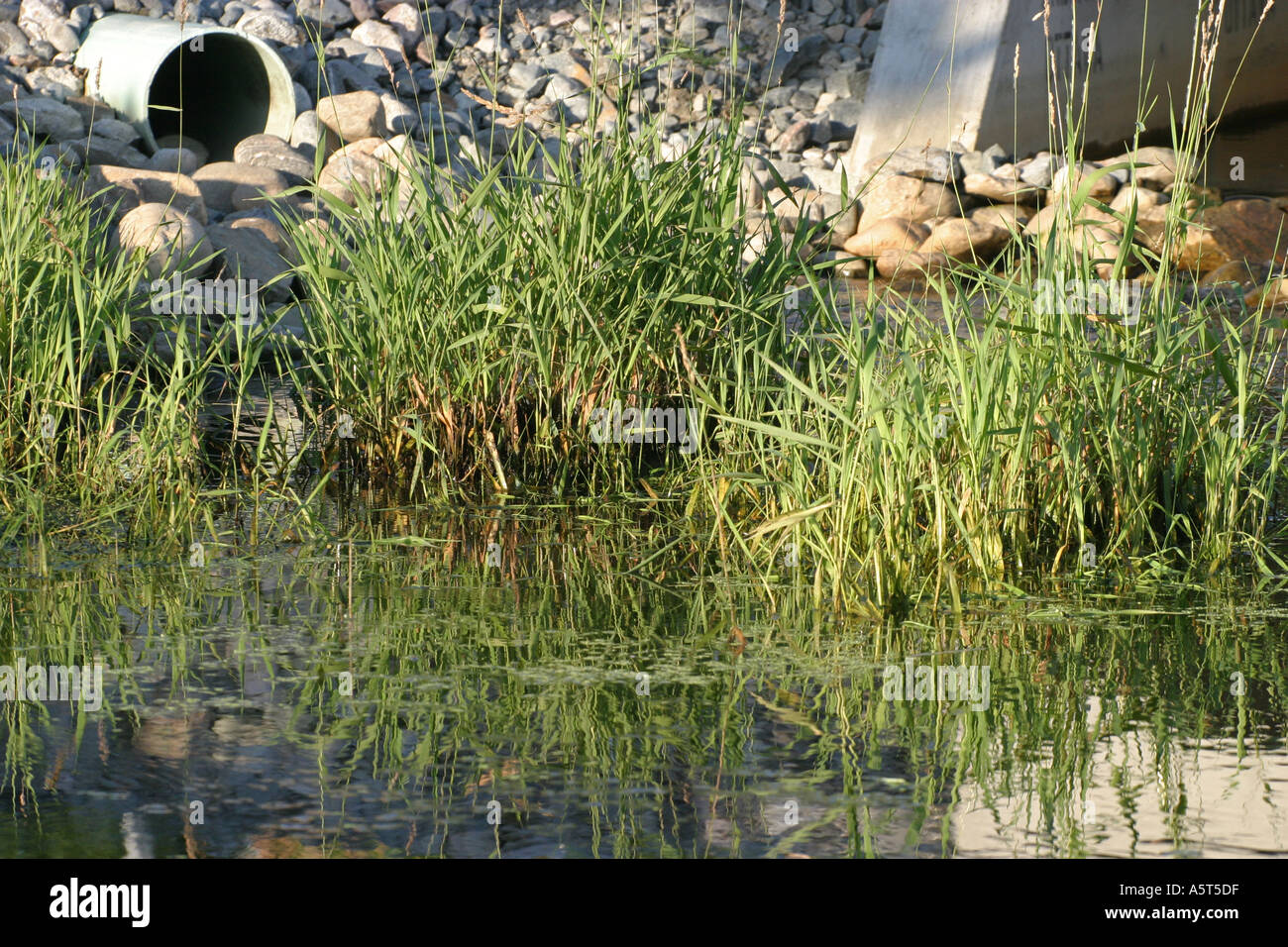 water culvert by grass and stream Stock Photo - Alamy