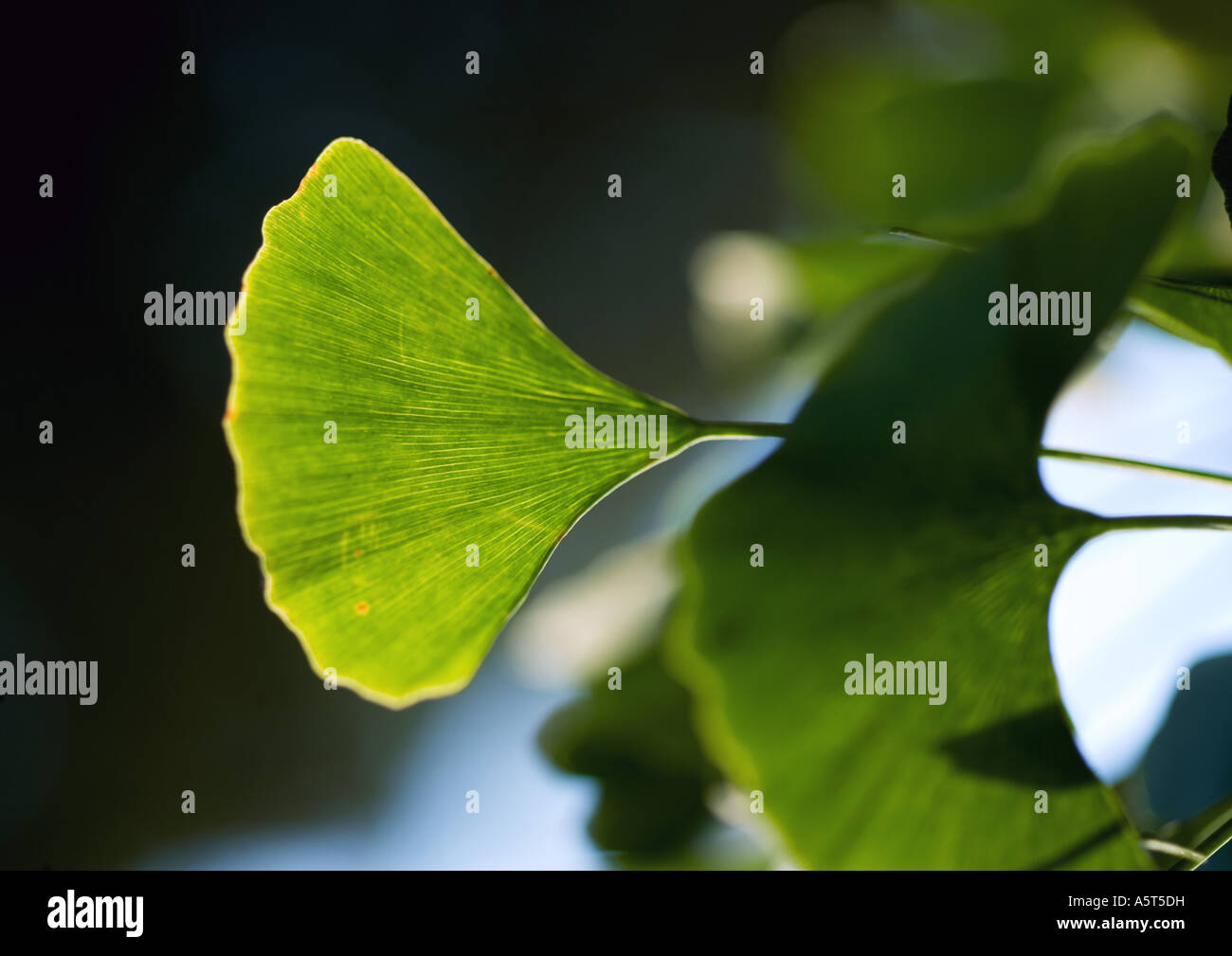 Ginkgo Leaf Medicine High Resolution Stock Photography and Images - Alamy