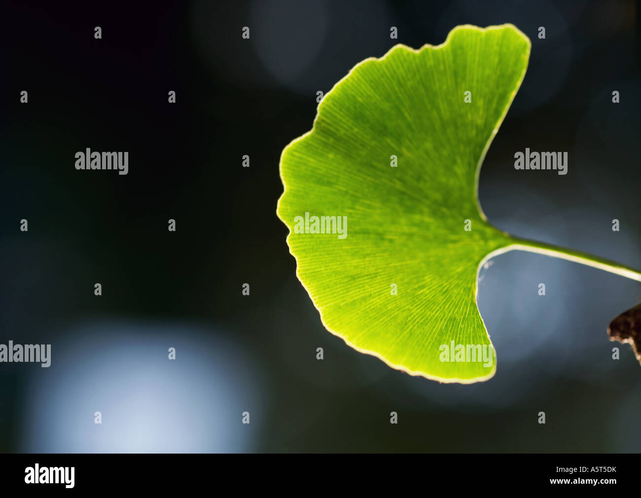 Ginkgo Leaf Medicine High Resolution Stock Photography and Images - Alamy