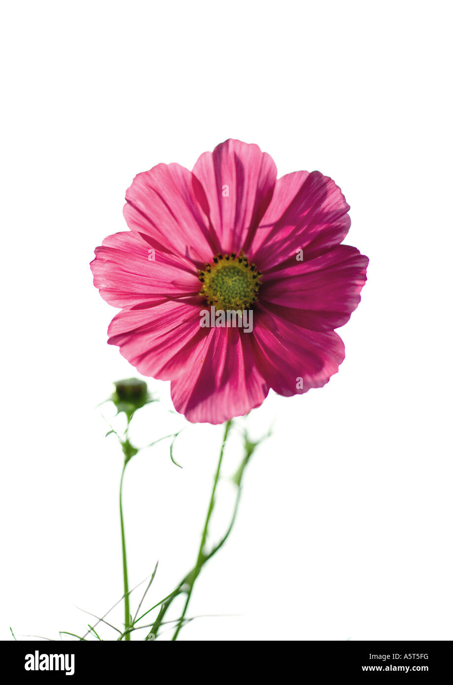 Single Stalk Flower High Resolution Stock Photography and Images - Alamy