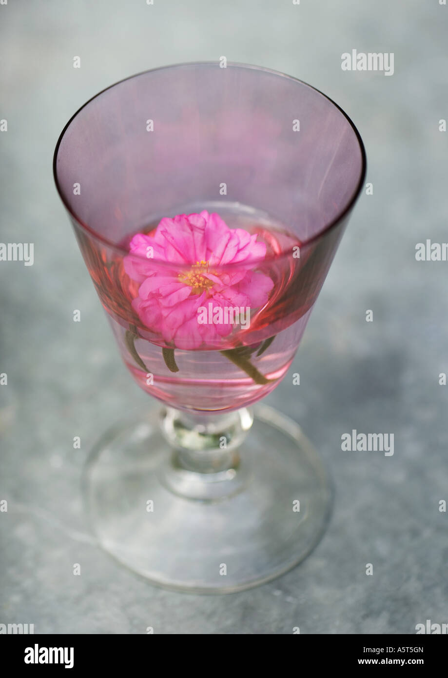 Flower floating in glass of water Stock Photo - Alamy