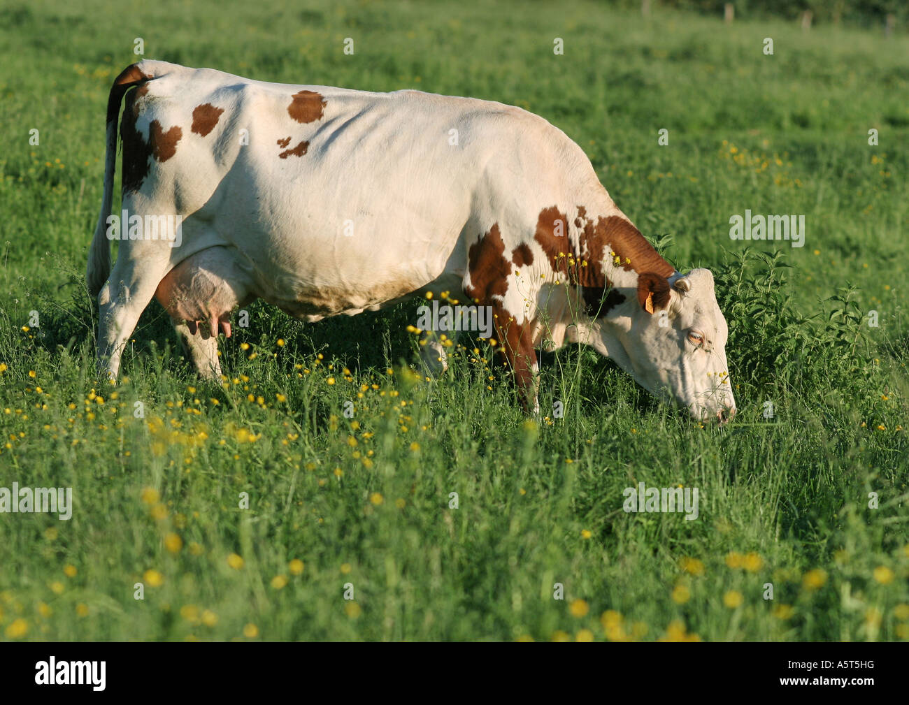 Cow grazing hi-res stock photography and images - Alamy