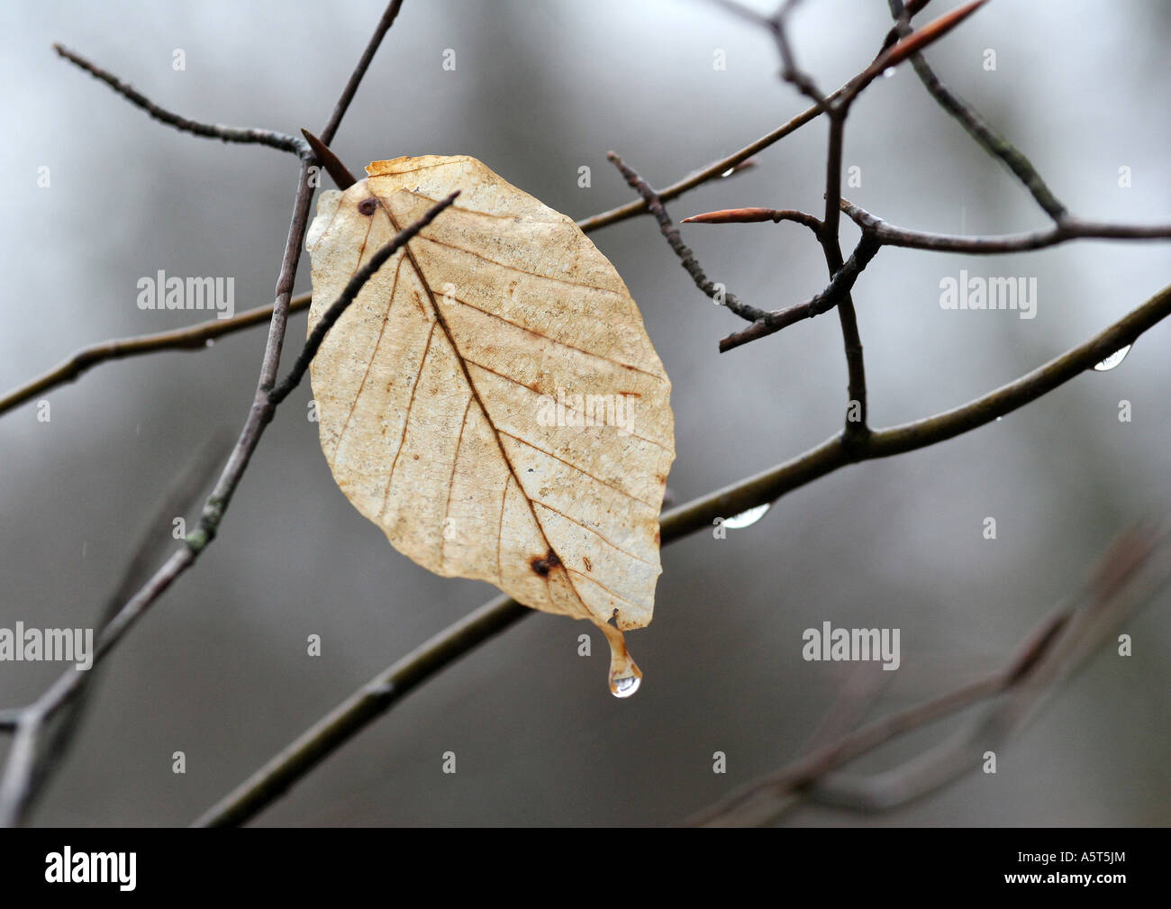 Leaf on tree, dripping Stock Photo - Alamy