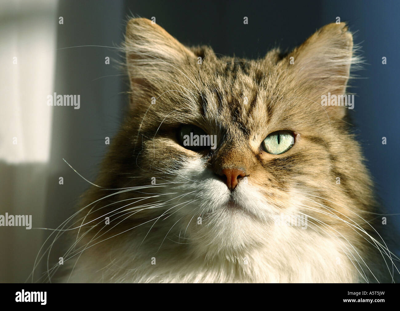 Cat shots hi-res stock photography and images - Alamy