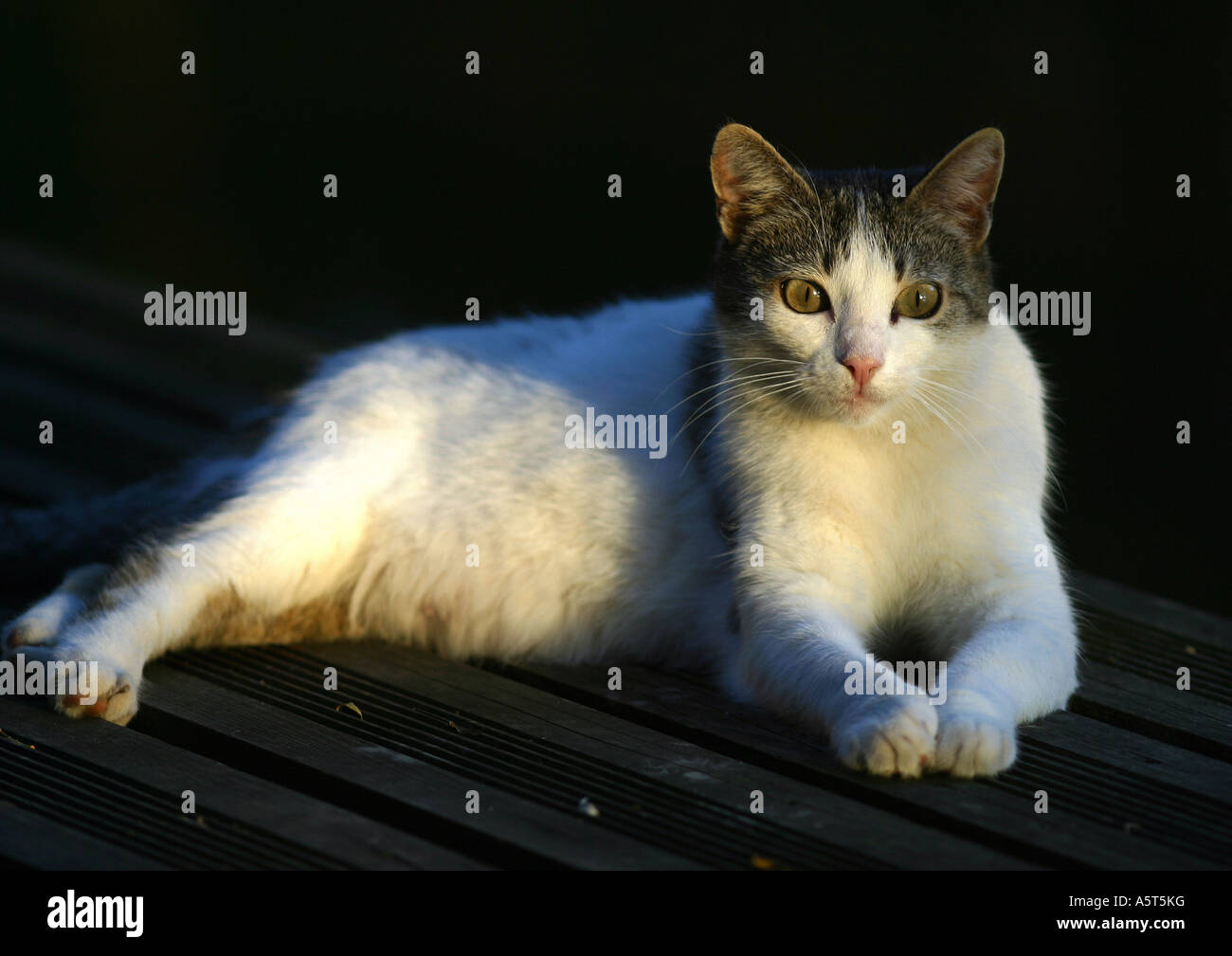 Cat with its eyes wide open hi-res stock photography and images - Alamy