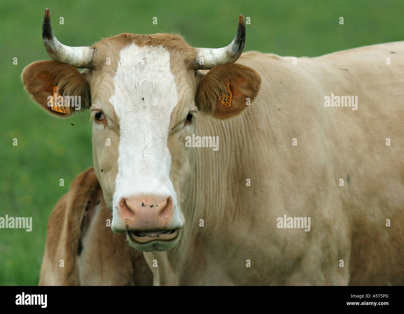 Cattle without horn cattle hi-res stock photography and images - Alamy