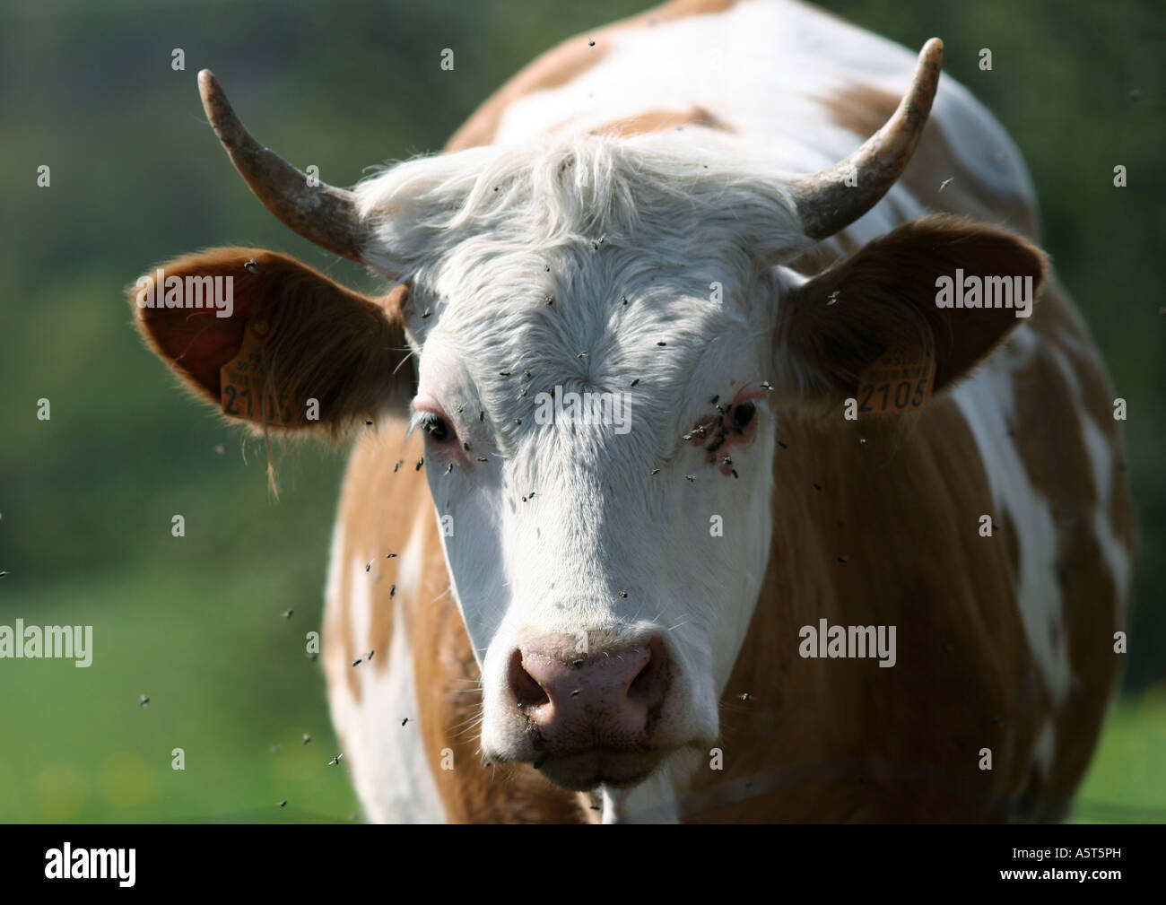 Cow face close up hi-res stock photography and images - Alamy