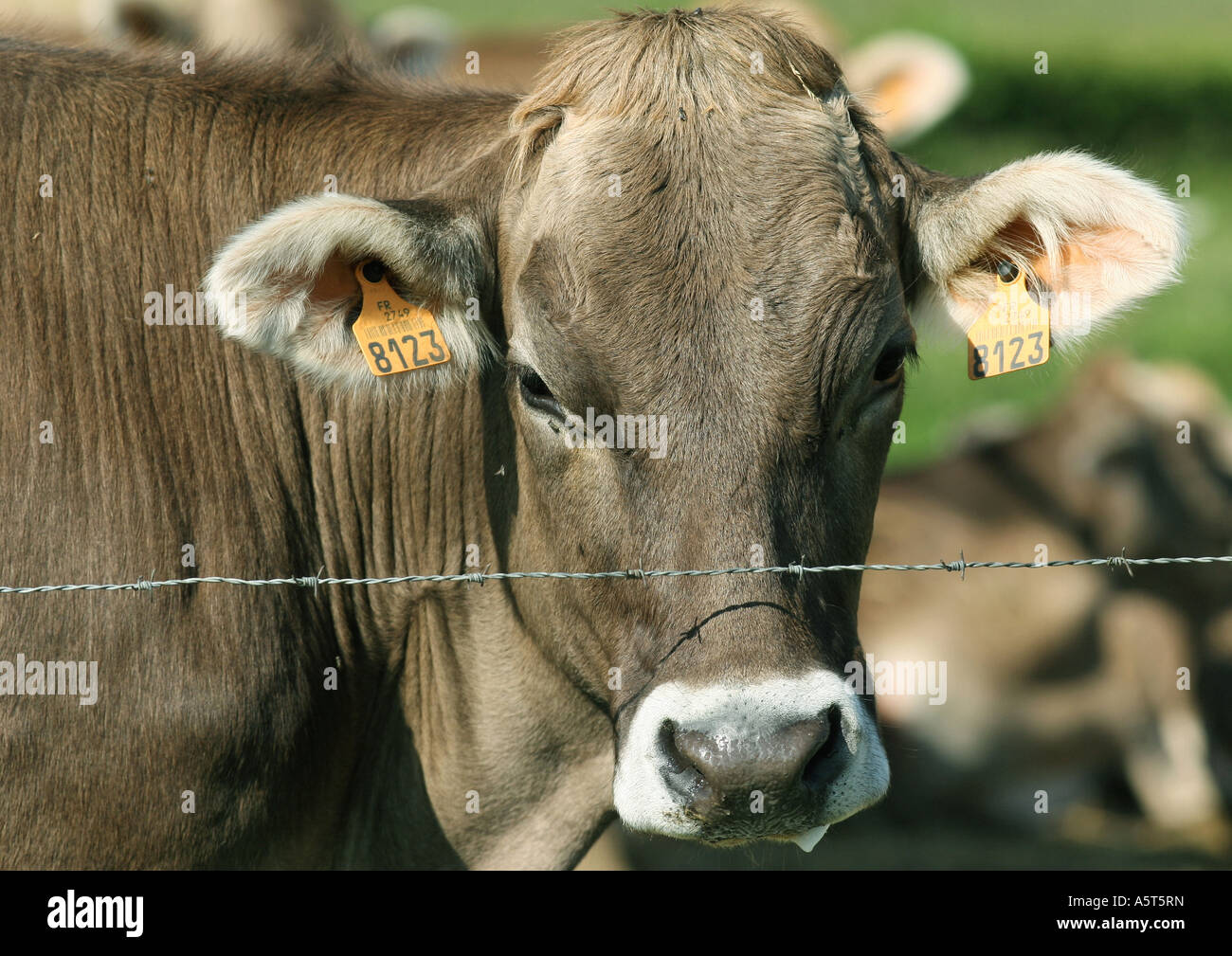 Cows looking over fence hi-res stock photography and images - Alamy