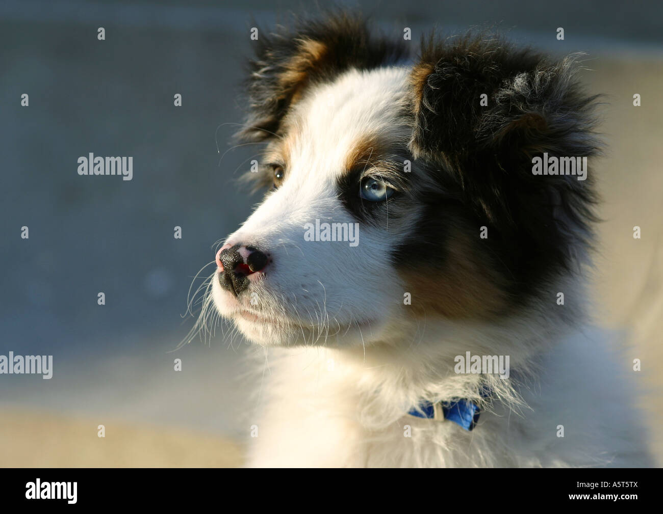 Border collie puppy Stock Photo - Alamy