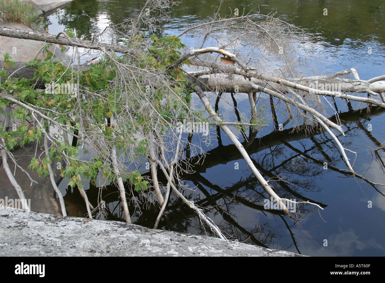 Dead tree branches in water hi-res stock photography and images - Alamy