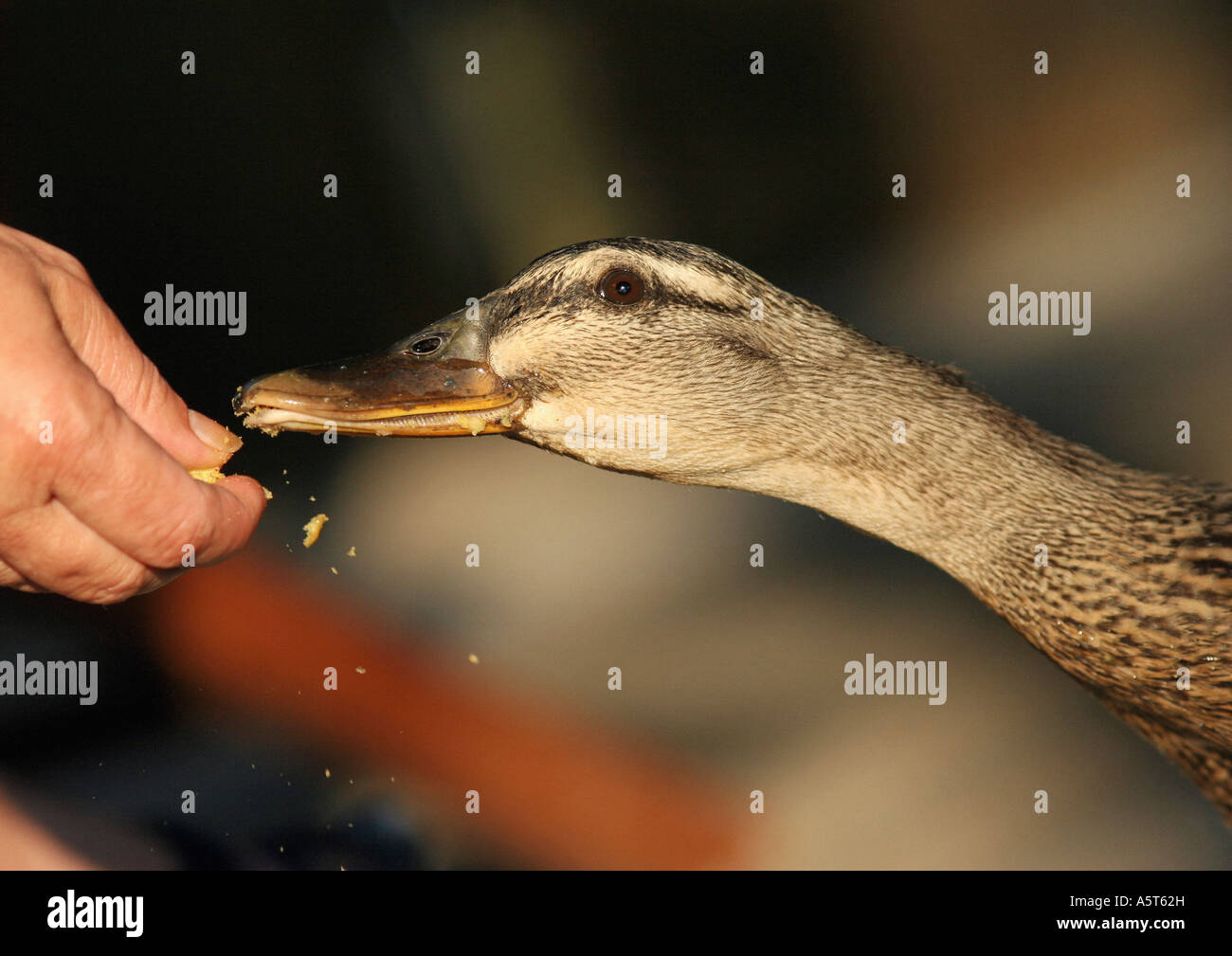 Domestic mallard hen hi-res stock photography and images - Alamy