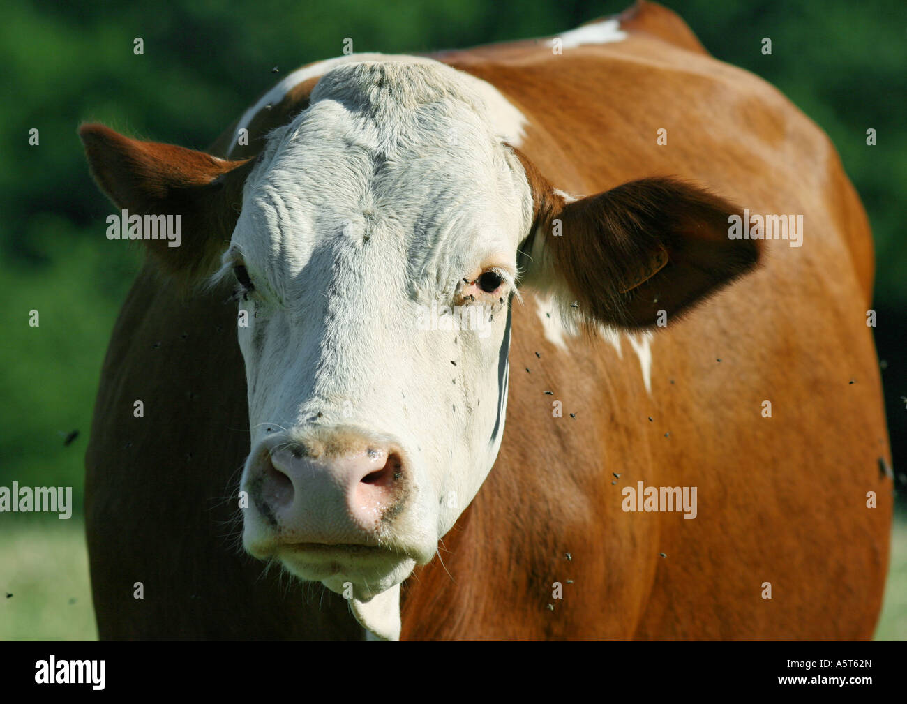 Cow bug hi-res stock photography and images - Alamy
